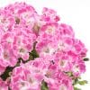 Королівська пеларгонія Bermuda® Rose – Квіти
